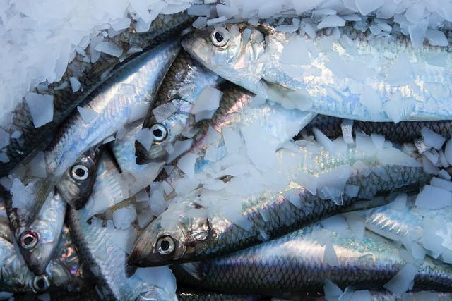 Science shows that fish are moving, but can fishermen adapt to warming ...